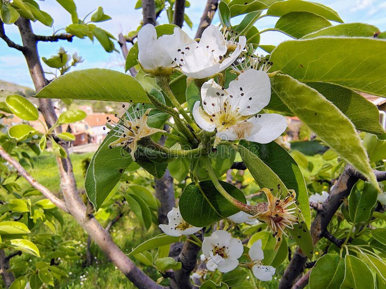 Front View of the Pear Flowers Stock Photo - Image of pear, front ...