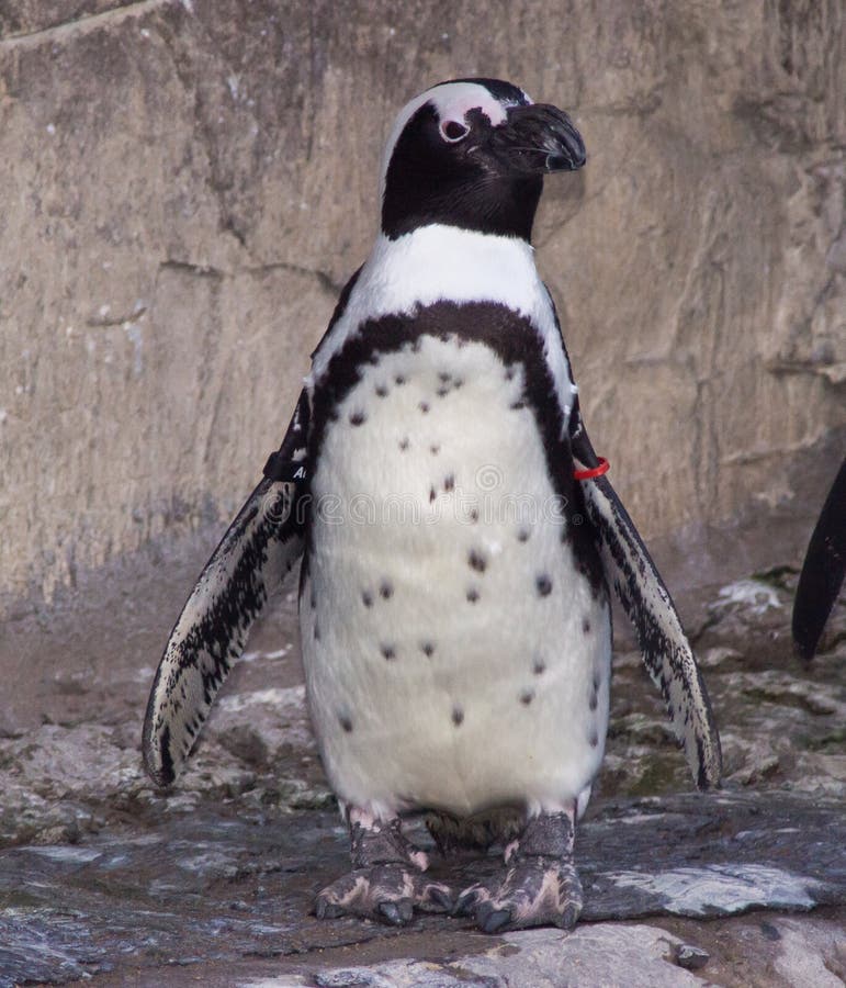 319 Front View Penguin Stock Photos - Free & Royalty-Free Stock Photos ...