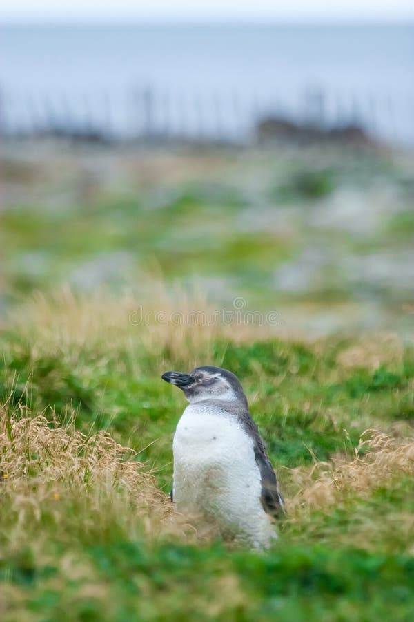 Front View of Penguin on Meadow Stock Image - Image of animal, black ...