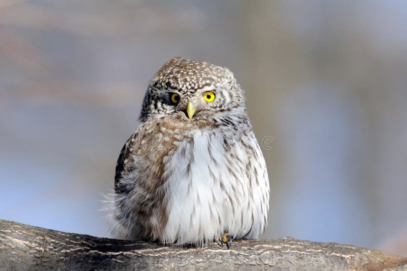 Front View of Perching Pygmy Owl in Spring Stock Image - Image of glare ...