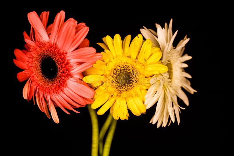 Front View Photo of Beautiful Gerbera Flowers of Different Colors Stock ...