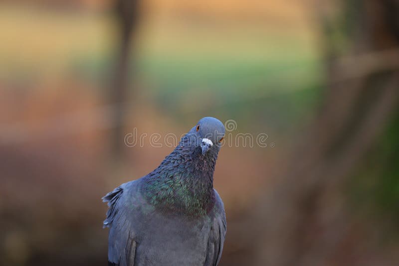 Front view pigeon hd image stock image. Image of peace - 185738105