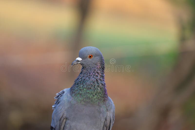 Front View Pigeon Photography Stock Photo - Image of domestic, close ...