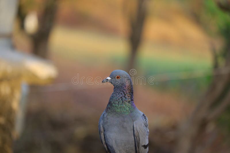 Front View Pigeon Ultra Hd Image Stock Image - Image of graceful, perch ...