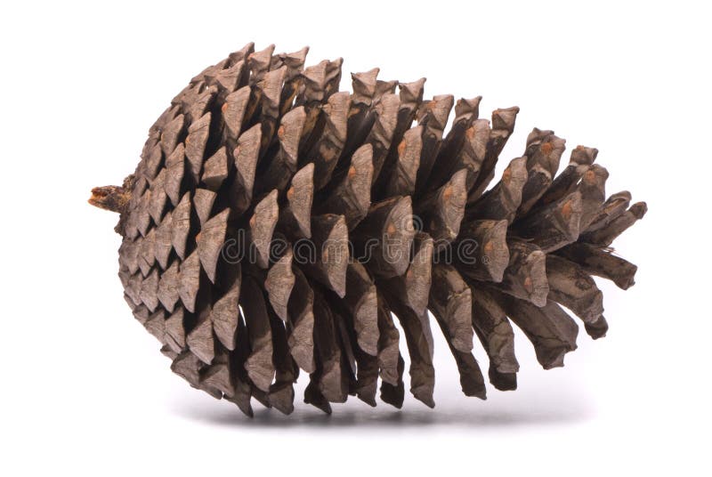 Front view of a pine cone stock image. Image of conifer - 11497179