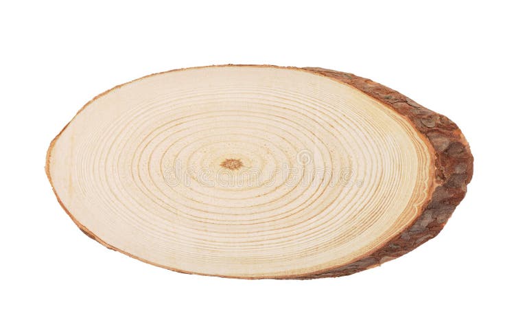 21,141 Tree Cross Section Stock Photos - Free & Royalty-Free Stock ...