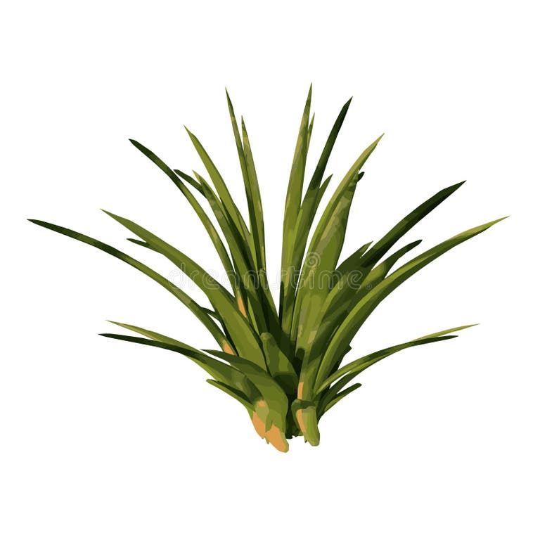 Front View of Plant Flower Agave 2 Tree Illustration Vector Stock ...