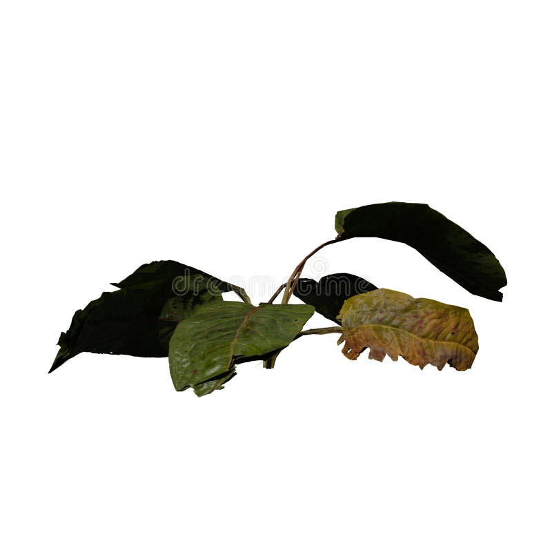 Front View of Plant (Weed Plant 2) Tree Stock Photo - Image of crumpled ...