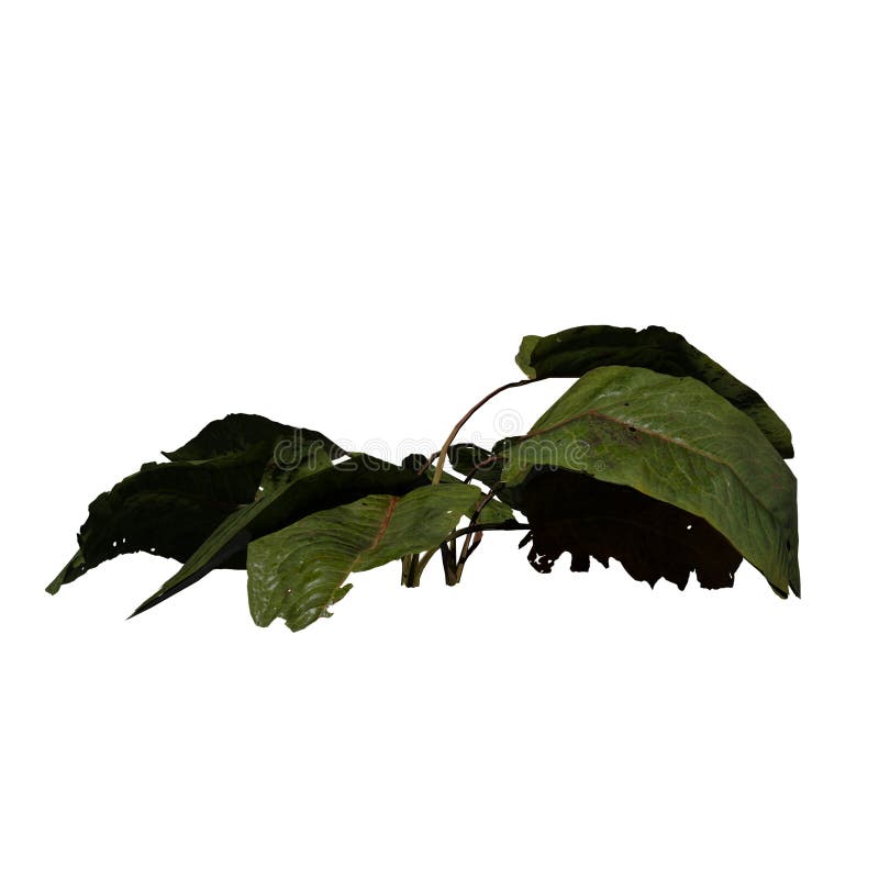 Front View of Plant (Weed Plant 3) Tree Stock Image - Image of cooking ...