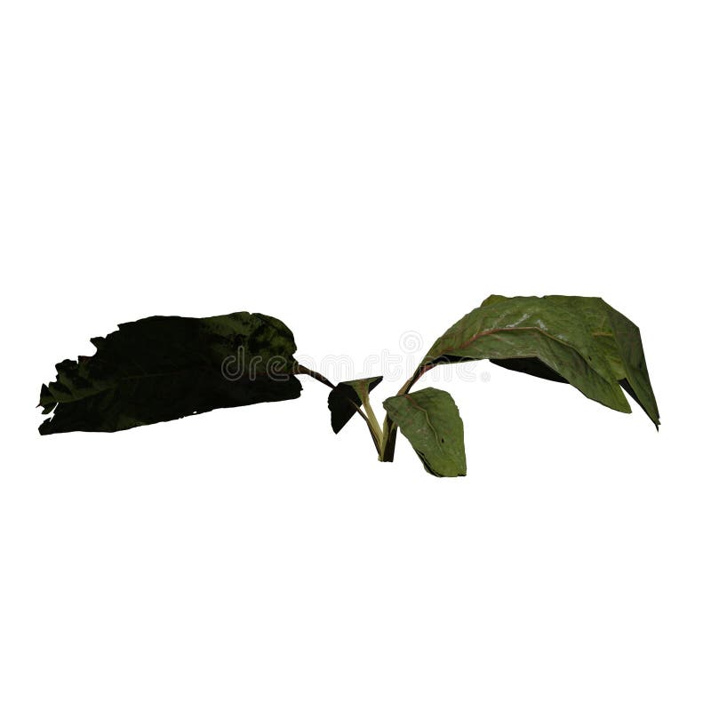 Front View of Plant (Weed Plant 4) Tree Stock Photo - Image of paper ...