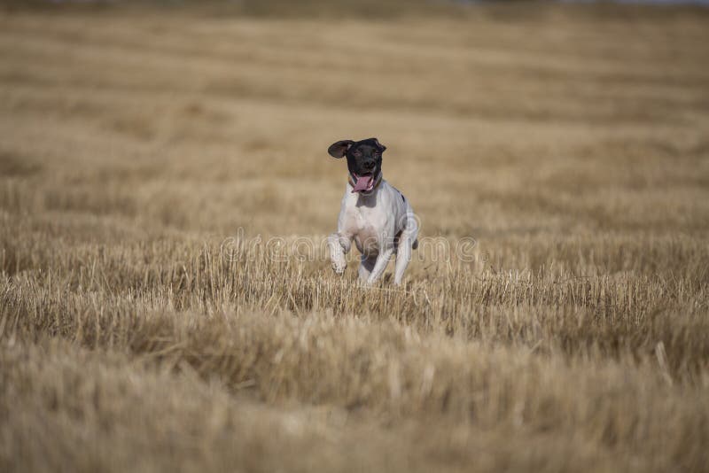 Front View of Pointer Running Stock Photo - Image of white, tongue ...