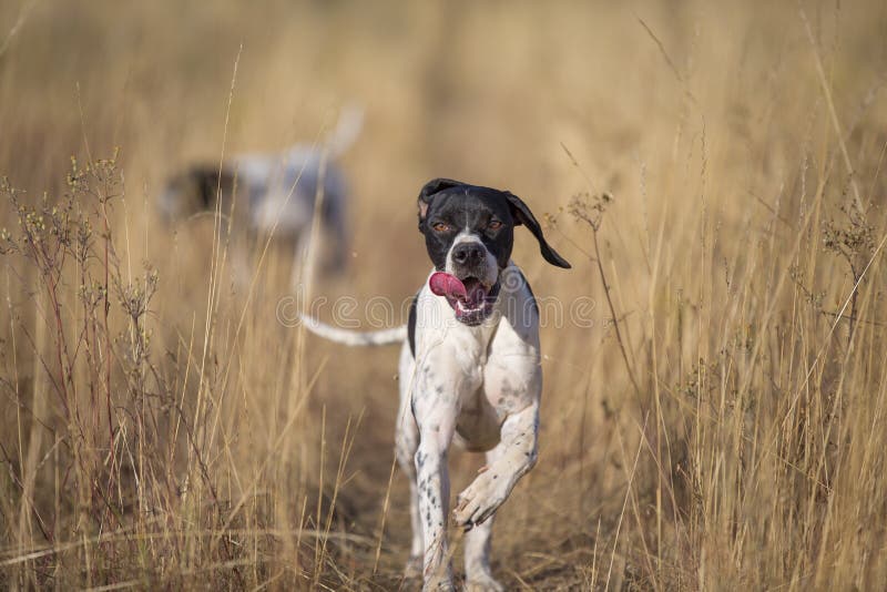 Front View of Pointer Running Stock Image - Image of wheat, view: 26091719