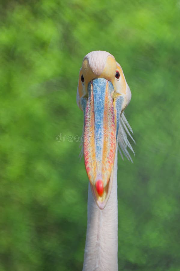Front View Portrait of a Beautiful Pelican Stock Photo - Image of ...