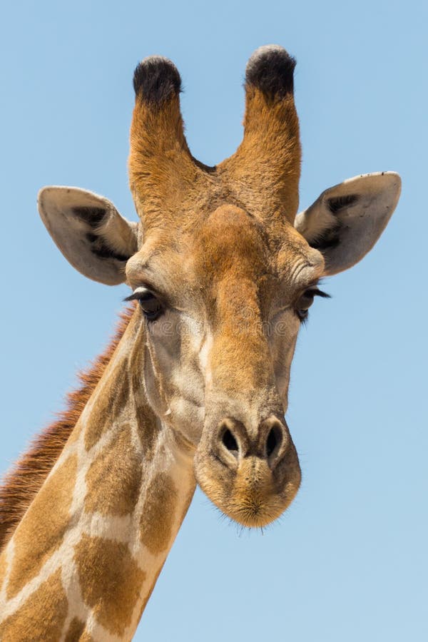 638 Front View Giraffe Stock Photos - Free & Royalty-Free Stock Photos ...