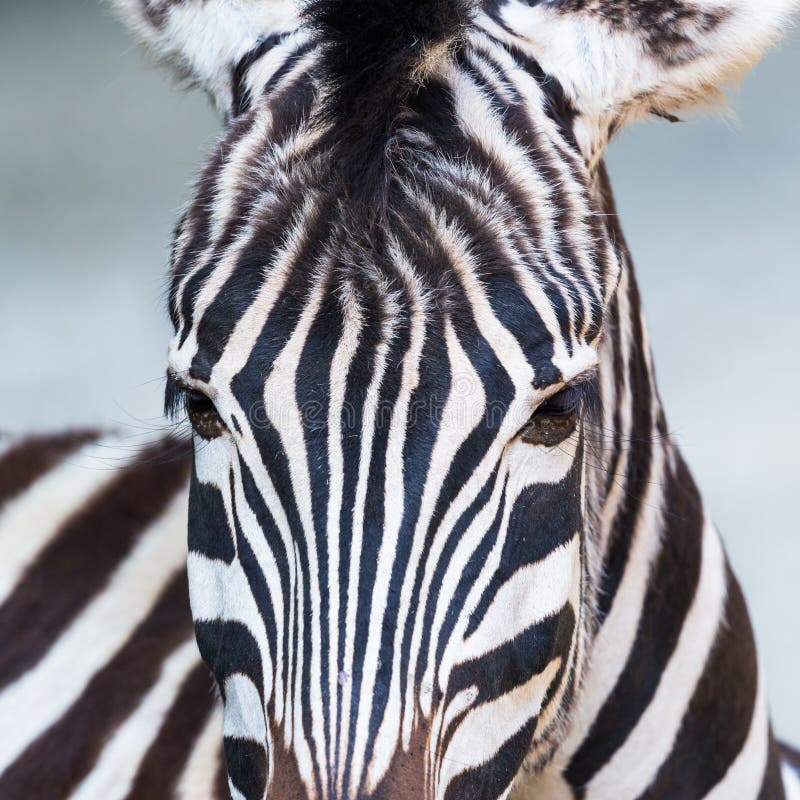 329 Zebra Head Front Photos - Free & Royalty-Free Stock Photos from ...