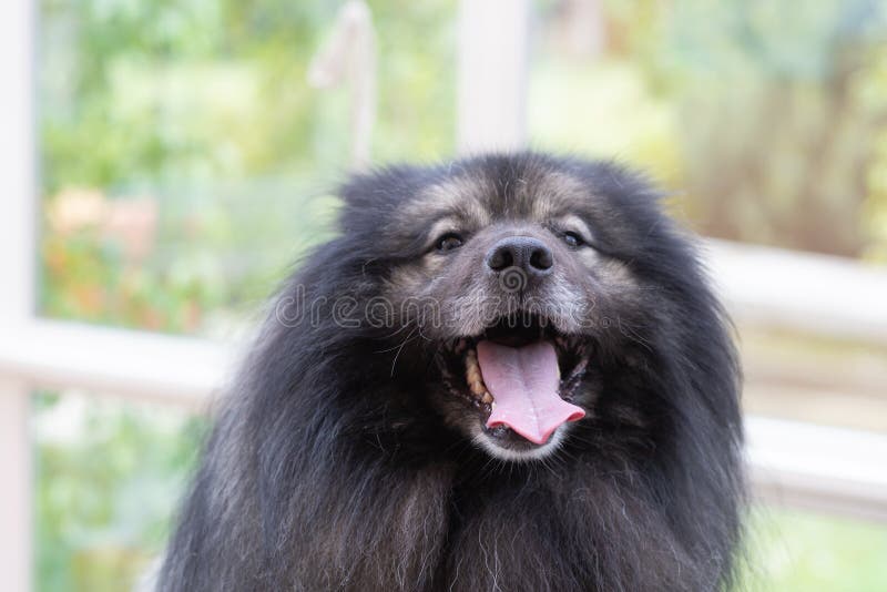 Front View Portrait of Wolf Spitz Dog Stock Image - Image of nose ...