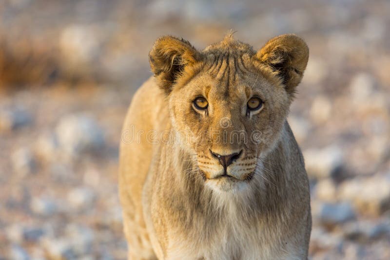 Front View Portrait of Young Lion in Wildlife Stock Image - Image of ...