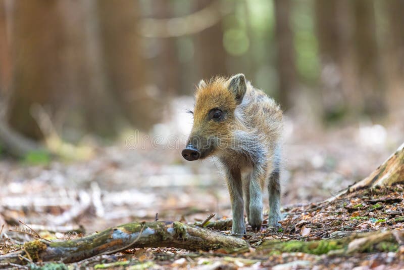Front View Portrait of Young Wild Boar Stock Photo - Image of beauty ...