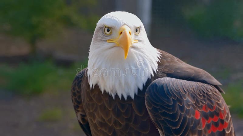American Bald Eagle Flying with Wings Spread Stock Video - Video of ...