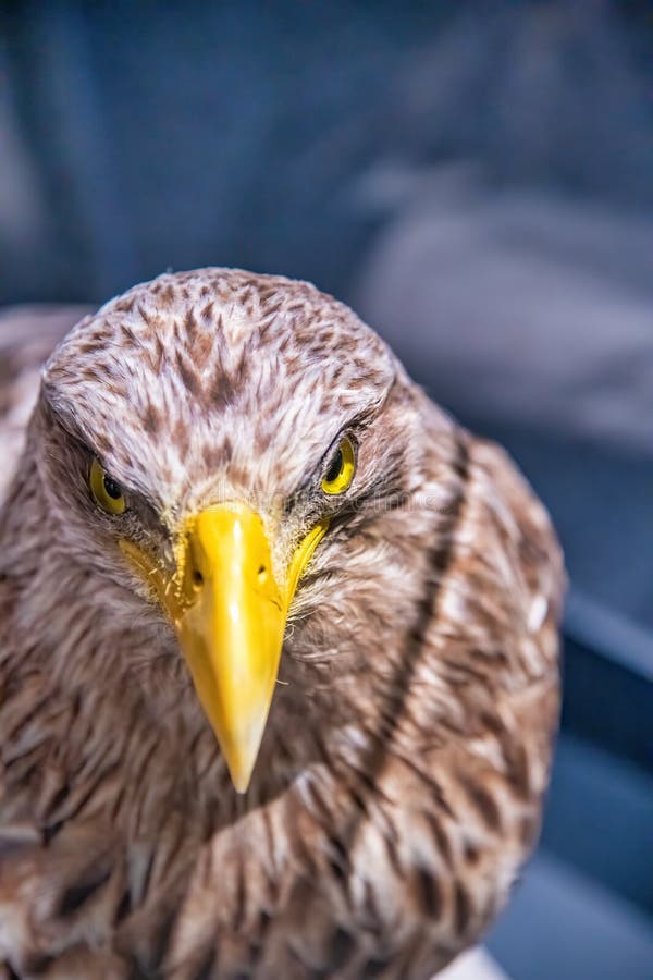 Front View of Powerful Eagle Stock Image - Image of raptor, wildlife ...