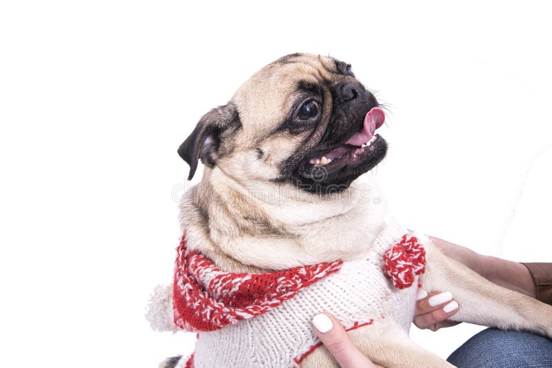 Front view of Pug stock photo. Image of looking, brown - 50429446