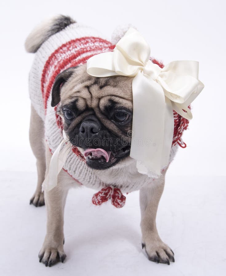 Front view of Pug stock photo. Image of looking, brown - 50429446