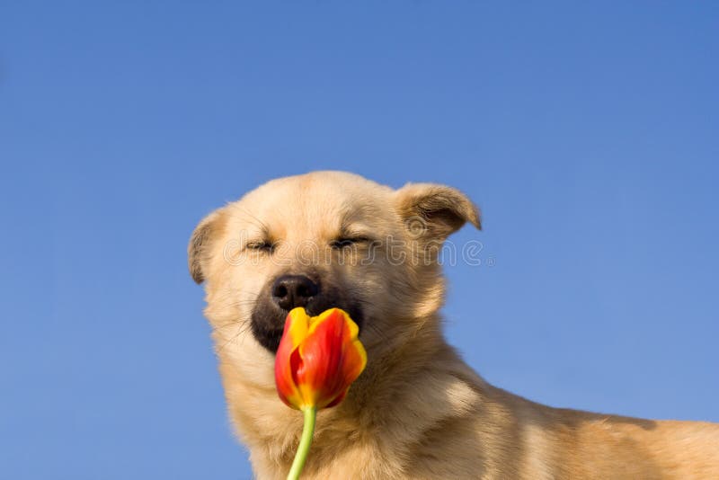 Puppy Dog Smelling Flower 3 Stock Photo - Image of aroma, young: 3434256