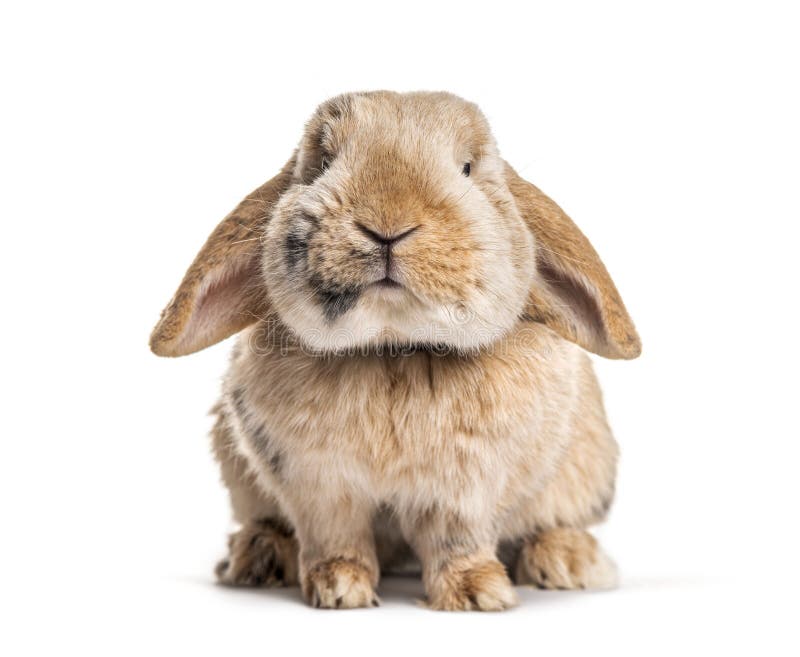 Front View of a Rabbit, Isolated Stock Photo - Image of isolated, brown ...
