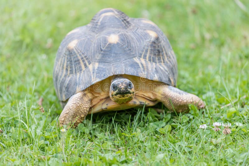 Front View Portrait of Radiated Tortoise Stock Photo - Image of reptile ...