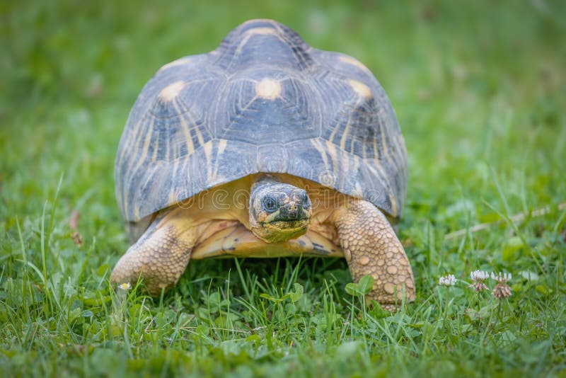 Radiated Tortoise Walking in the Grass Stock Image - Image of giant ...