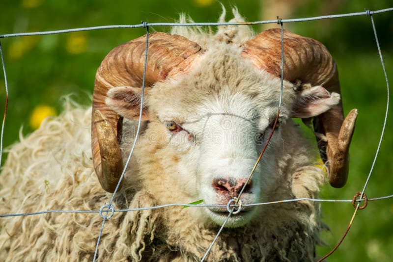 Front View of Ram with Huge Horns Stock Image - Image of twisted ...
