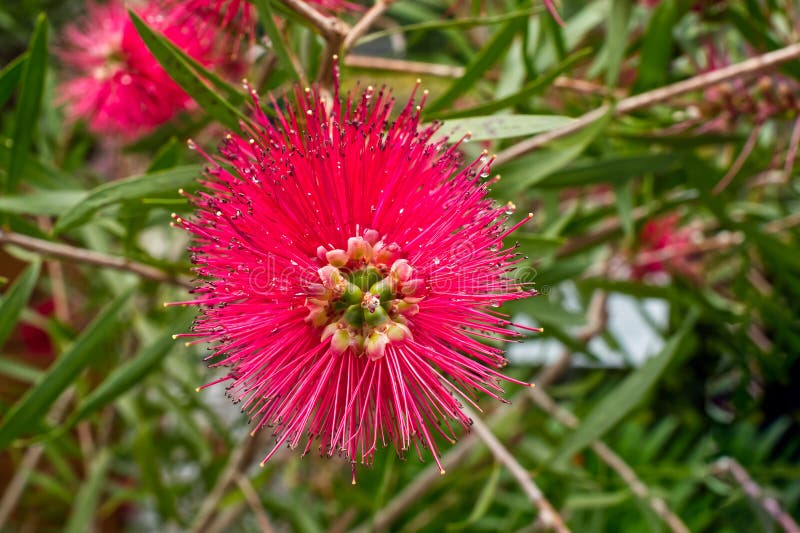 Front View of a Red Callistemon Splendens Stock Photo - Image of ...