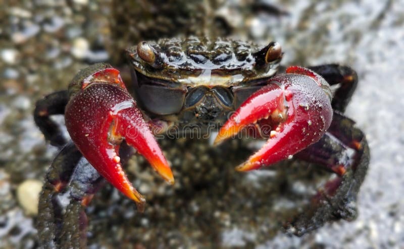 FRONT VIEW of RED CLAWED CRAB on a BLURRED BACKGROUND Stock Photo ...