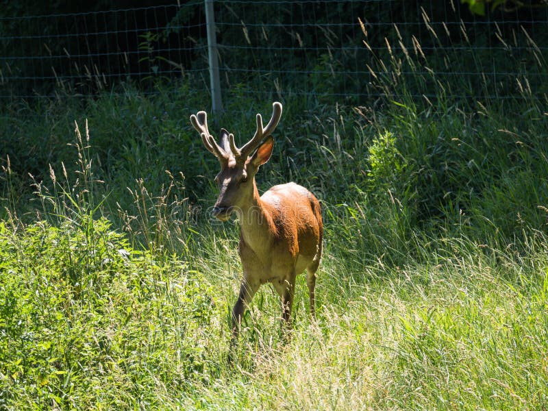359 Deer Head Front View Stock Photos - Free & Royalty-Free Stock ...