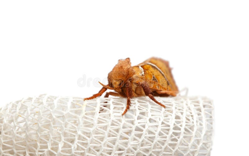 Front View of Red Fuzzy Moth Isolated on White Stock Photo - Image of ...