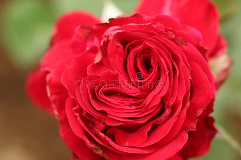 Front View of a Red Rose Closeup Stock Photo - Image of morning, floral ...