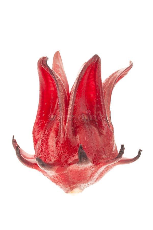 Red roselle isolated stock photo. Image of antioxidant - 111627622