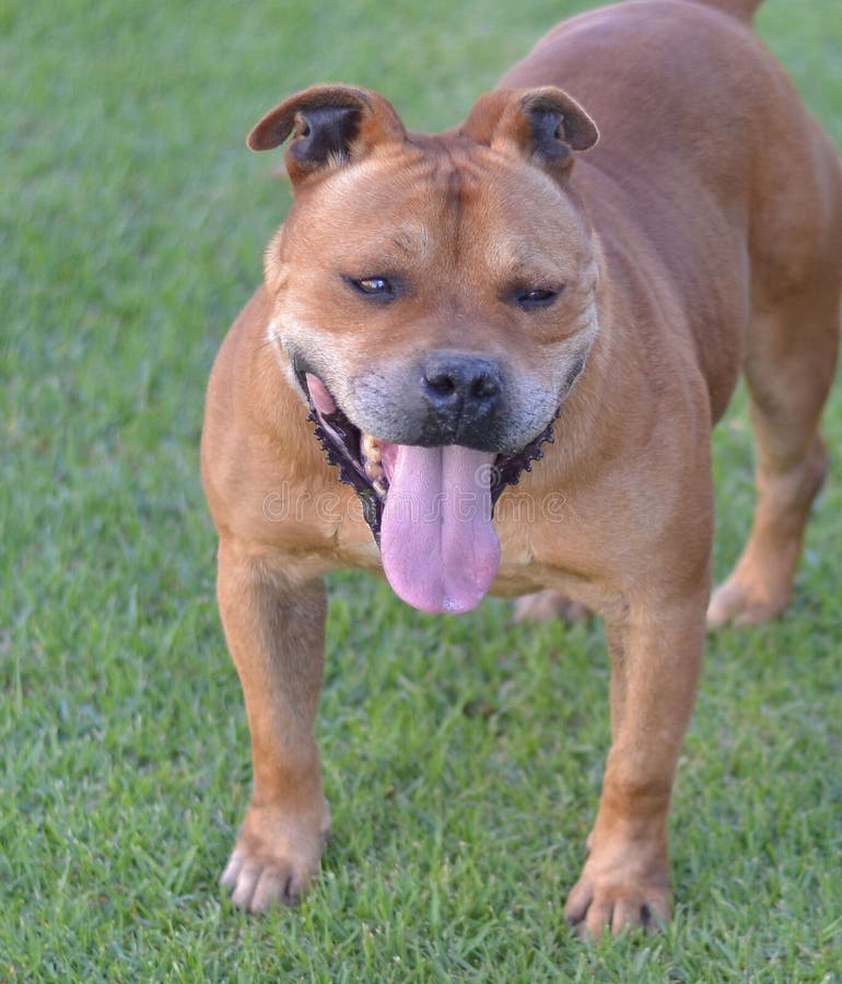 2,094 Staffie Photos - Free & Royalty-Free Stock Photos from Dreamstime