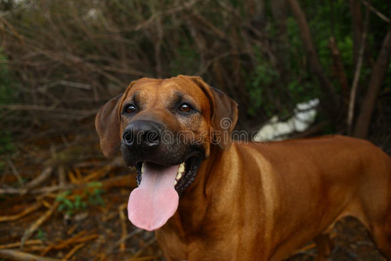 Front View at a Rhodesian Ridgeback for a Walk Outdoors on a Field ...
