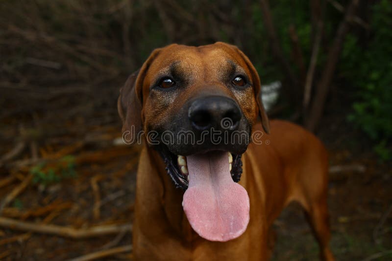 Front View at a Rhodesian Ridgeback for a Walk Outdoors on a Field ...