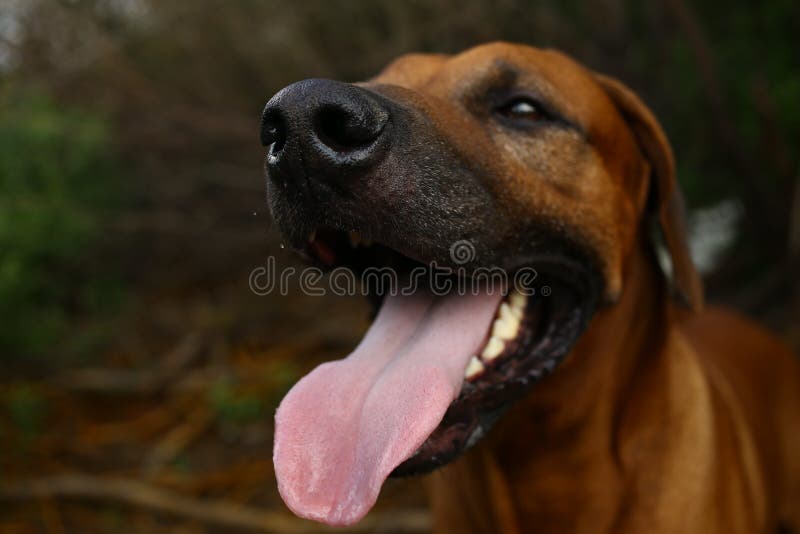 Front View at a Rhodesian Ridgeback for a Walk Outdoors on a Field ...