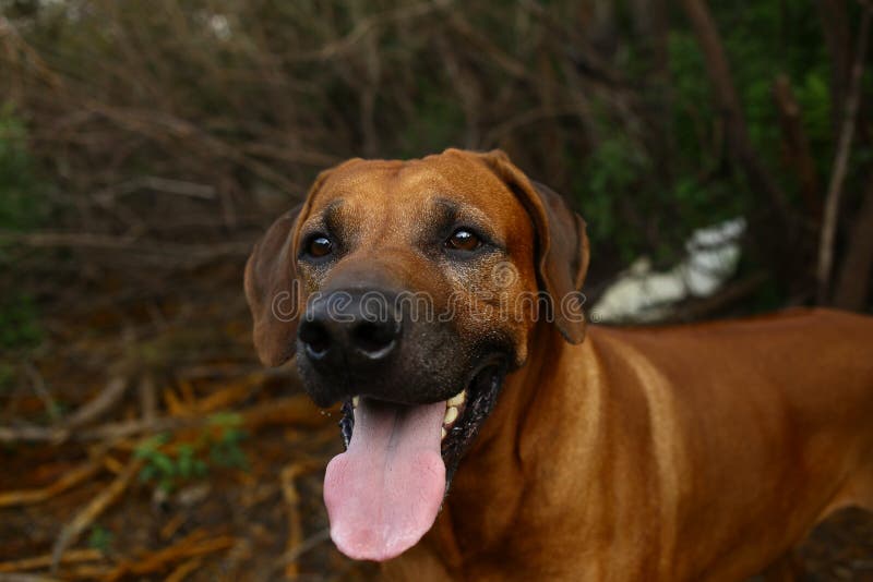 Front View at a Rhodesian Ridgeback for a Walk Outdoors on a Field ...
