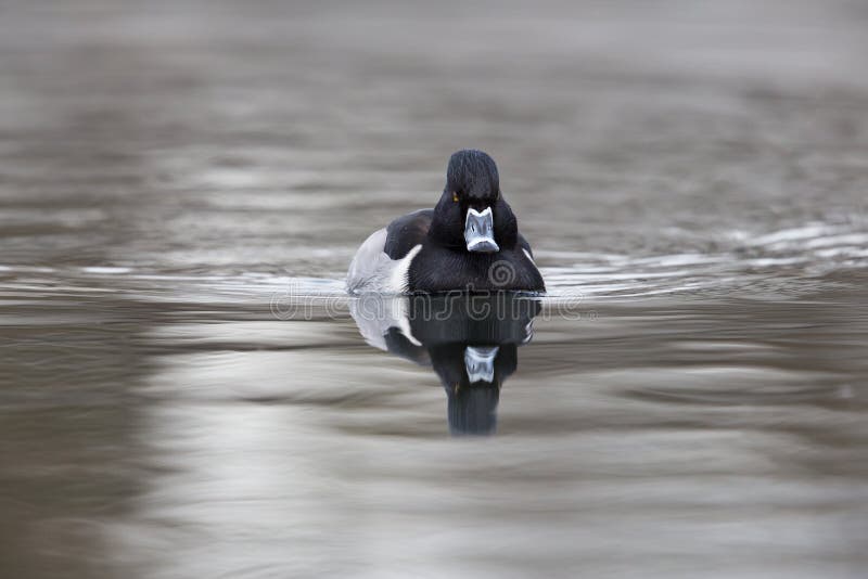Front View of a Ring-billed Duck Aythya Collaris, Marila Collar Stock ...