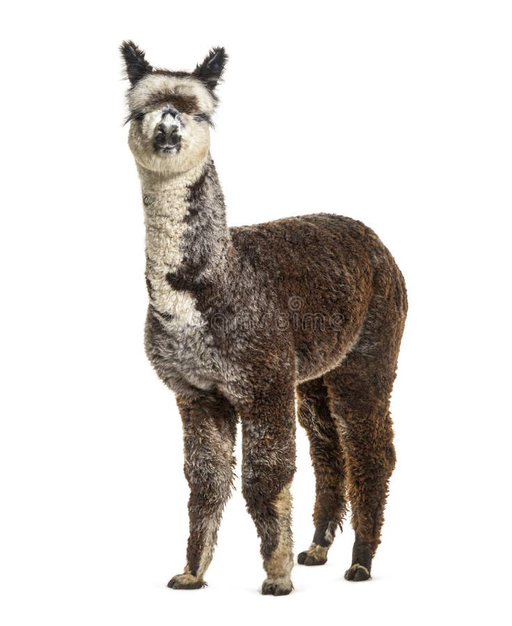 964 Grey Alpaca Stock Photos - Free & Royalty-Free Stock Photos from ...