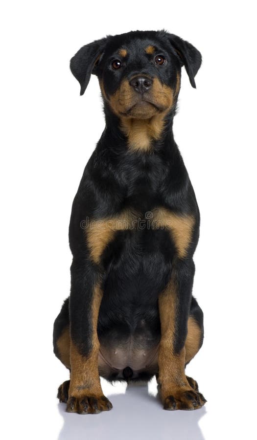 Rottweiler stock image. Image of householder, muscular - 2329395