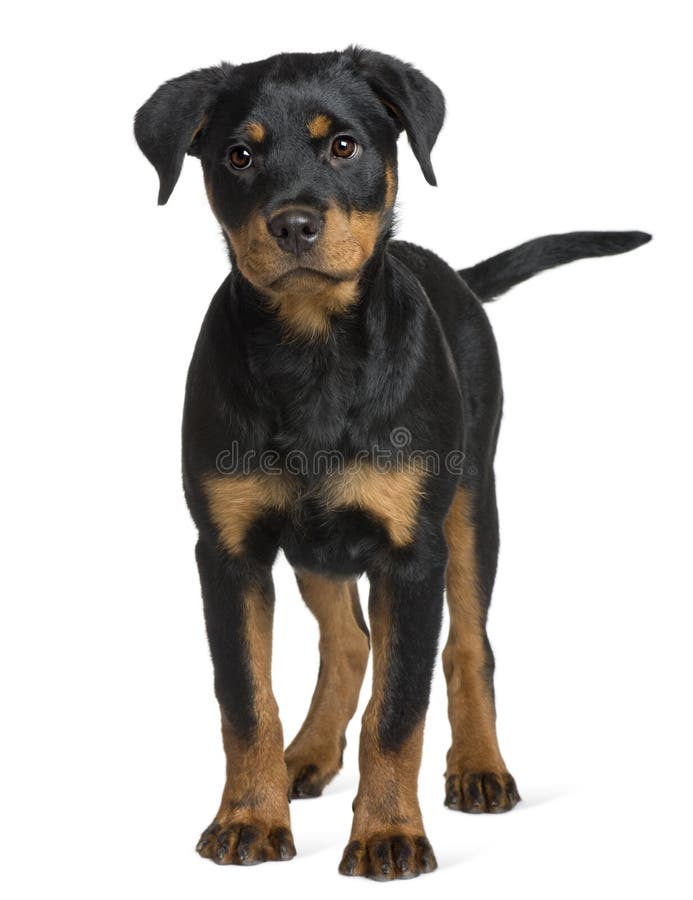 Rottweiler puppy stock photo. Image of muzzle, young - 14807988