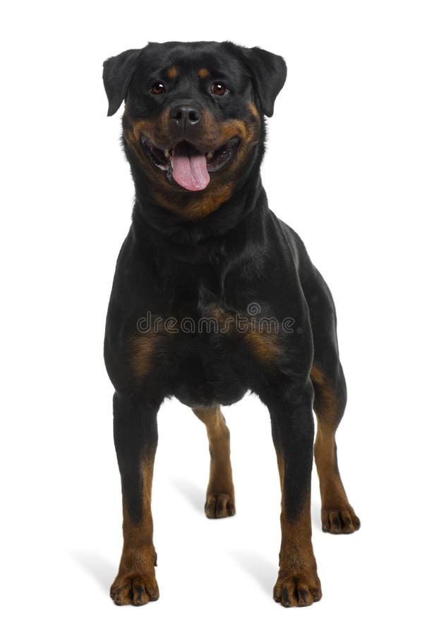 Happy Young Rottweiler stock image. Image of tongue, black - 29295707