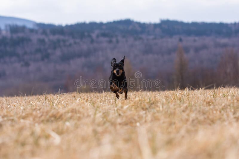 Front View of a Running Ratter Dog on Meadow. Stock Image - Image of ...