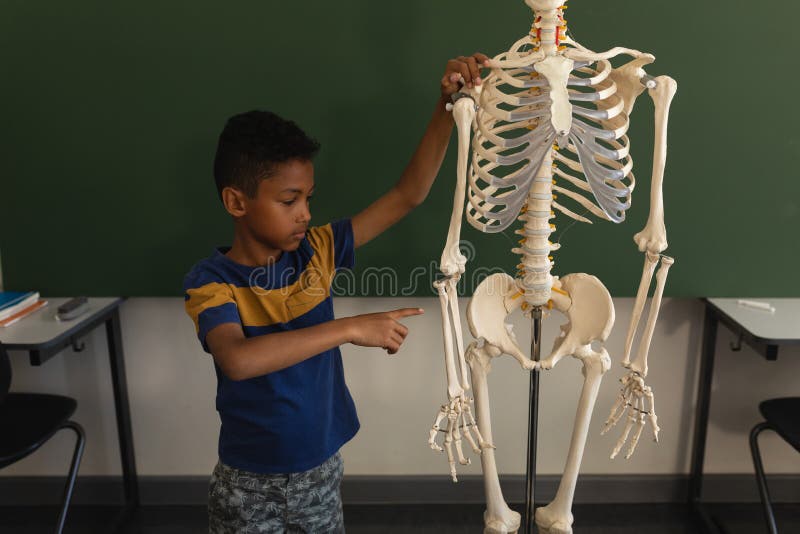Front View of Schoolboy Explaining Human Skeleton Model in Classroom ...