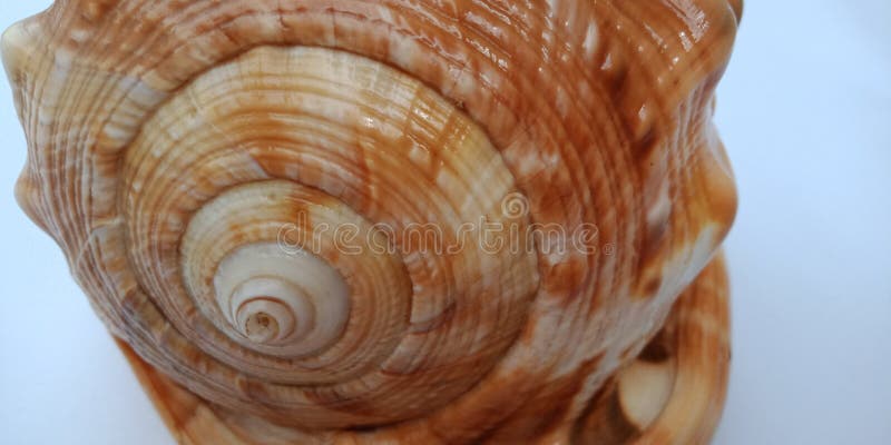 Front View of Sea Shell with Background Wallpaper, Stock Photo - Image ...